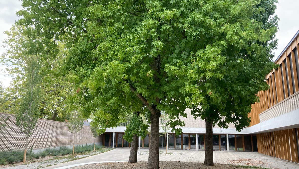 Pour des cours d’école et de crèche végétales, fraîches et égalitaires - AURAN | Agence d ...